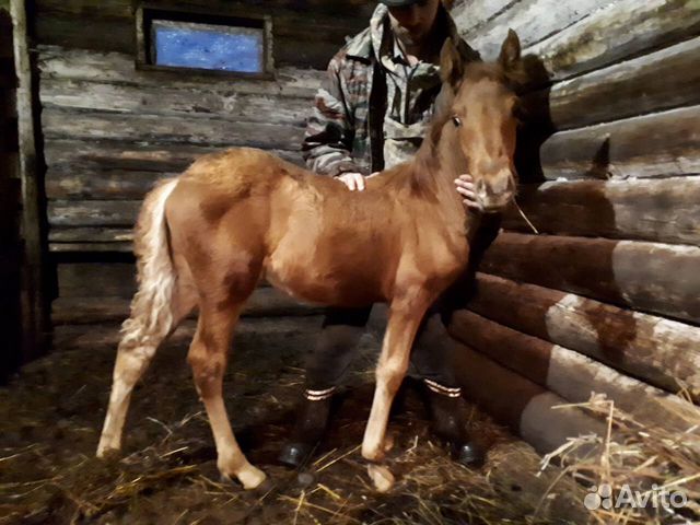 Кобылка тяжеловоз