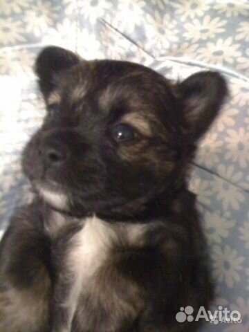 Подарю месячных щенков от маленькой собаки