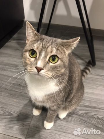 Отдаю кошечку в добрые и теплые руки:)