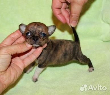 Карманный тигренок