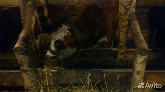 Молодняк на мясо