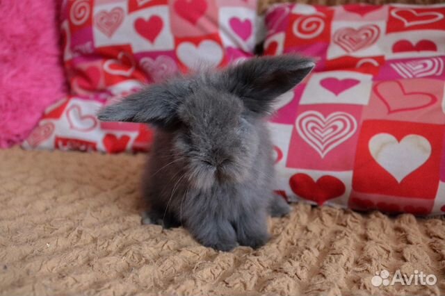 Очаровашки карликовые кролики