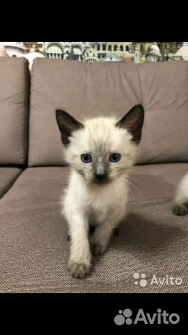Возьму котенка