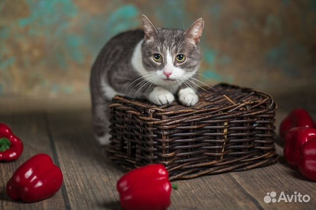 Серый кот, приносящий удачу и радость, в дар