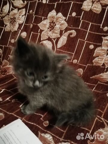 Пухлые озорные котятки)