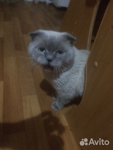 Шатландский кот на вязку