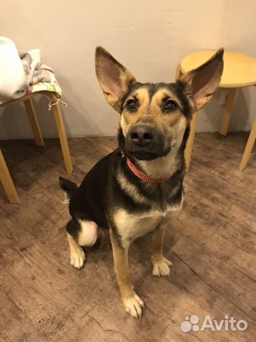 Собака смесь овчарки