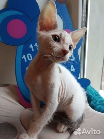 Продам котенка девочку канадский сфинкс велюр