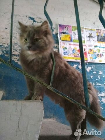 Ласковая Кошечка ищет дом
