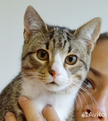 Мультяшный котик-подросток