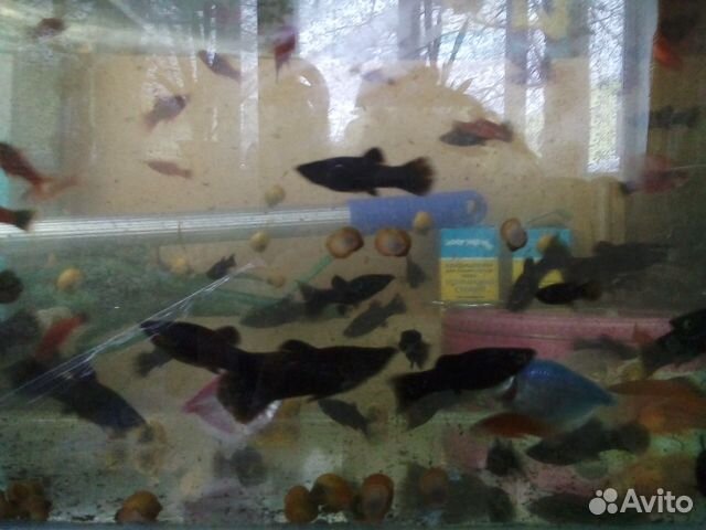 Рыбки моллинезии и меченосцы