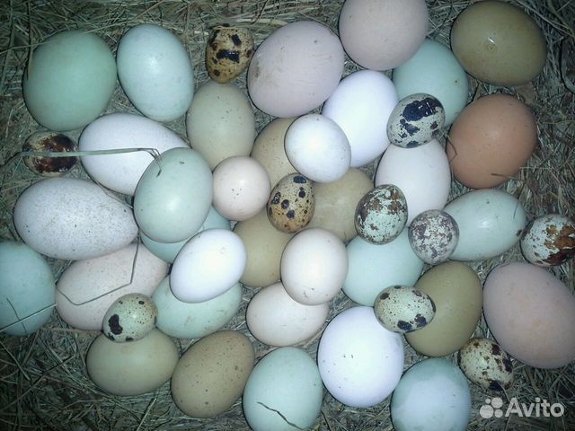 Инкубационное яйцо