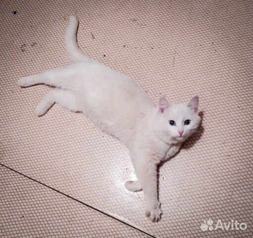 Белый кот с глазами разного цвета в хорошие руки