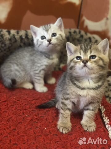 Британские котята Вискас