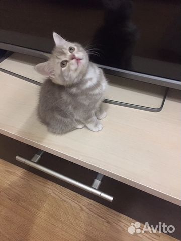 Шотландские котята