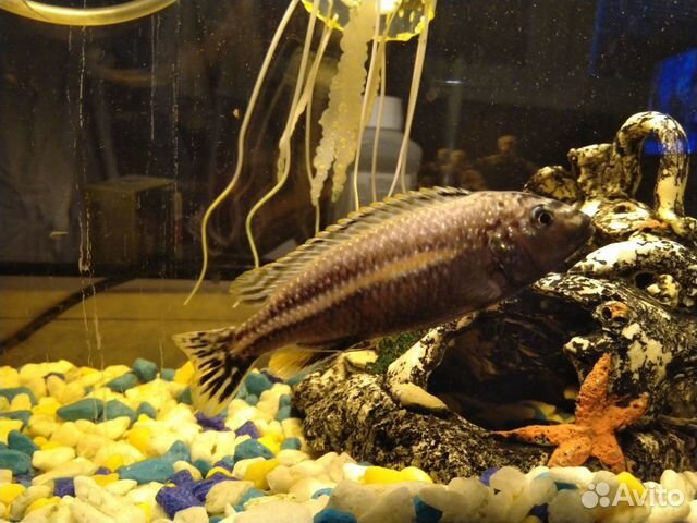 Цихлида меланохромис ауратус - самка