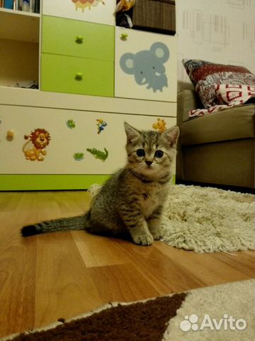 Британский котёнок