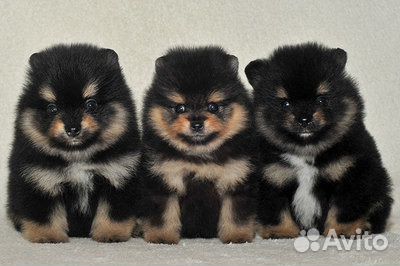 Шпиц Померанский