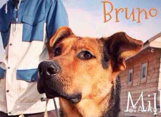 Умный и добрый Бруно