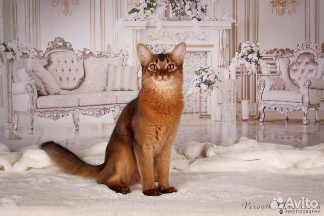 Девочка сомали