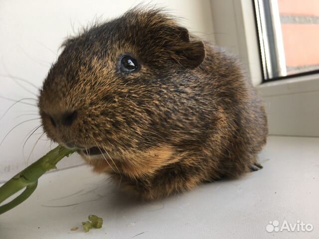 Морская свинка вязка ищет невесту