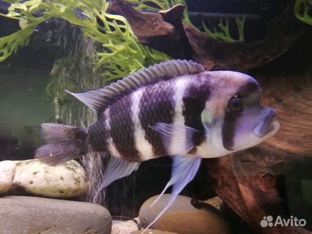 Фронтозы семья