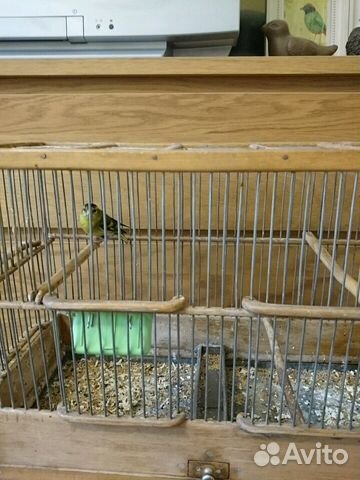 Поющий чиж с клеткой