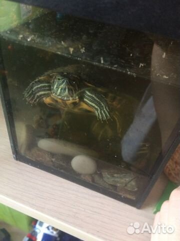 Красноухая черепаха с аквариумом и фильтром