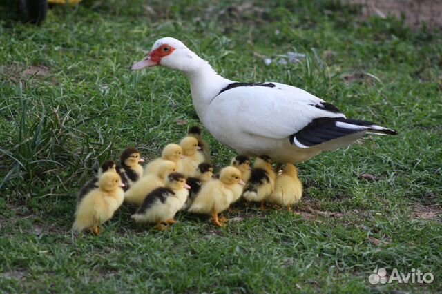 Яйцо инкубационное