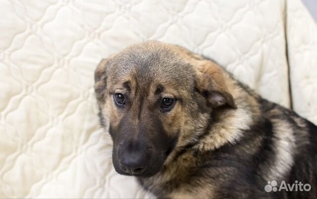 Большой добрый щенок Линда, 5 мес, в добрые руки