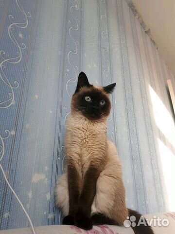 Тайский кот ищет кошечку