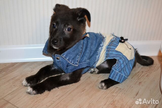 В добрые руки