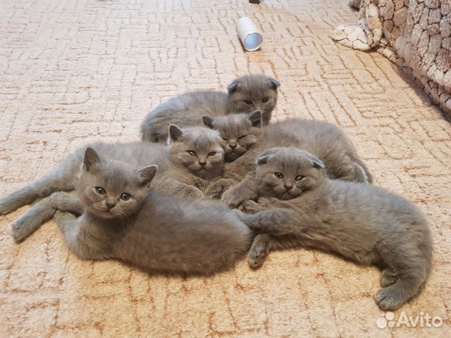 Шотландские котята