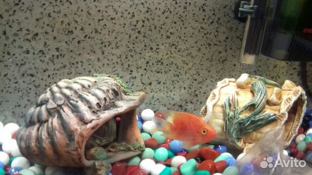 Рыбка попугай