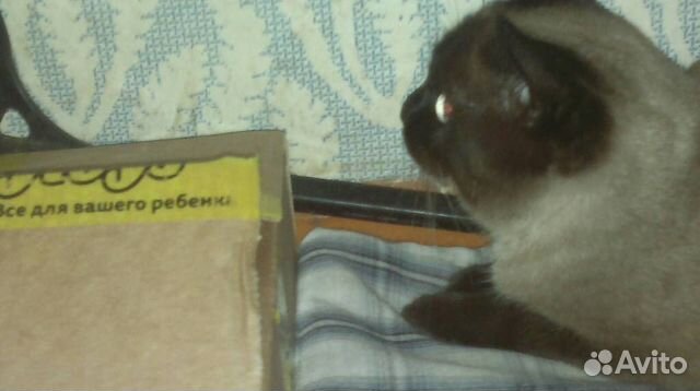 Кошка Сиамская