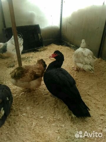 Индоутки, Фавероль, Черный кох