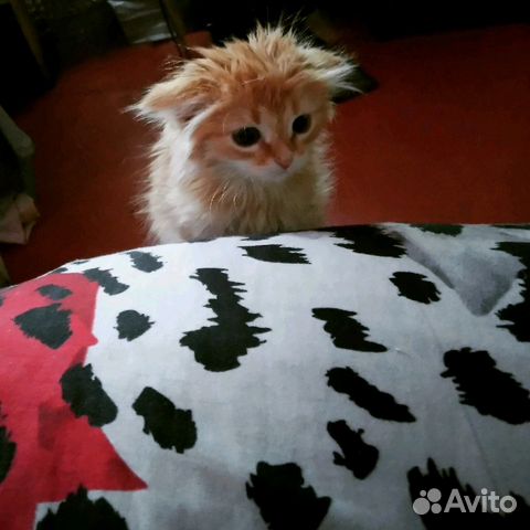 Продам Сибирскую кошку 3 месяца. Одит на латок,куш