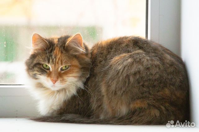 Очень ласковая, контактная кошка ищет дом