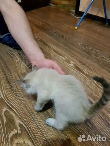 Сиамский кот