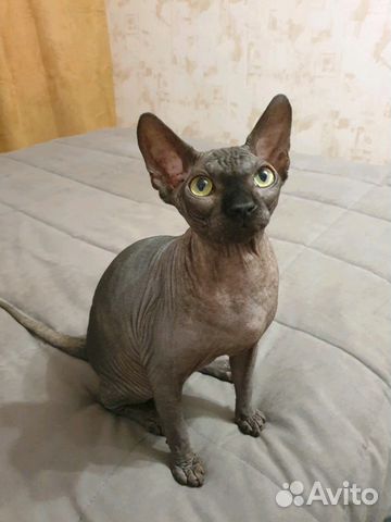 Канадский сфинкс, котёнок, 8 мес