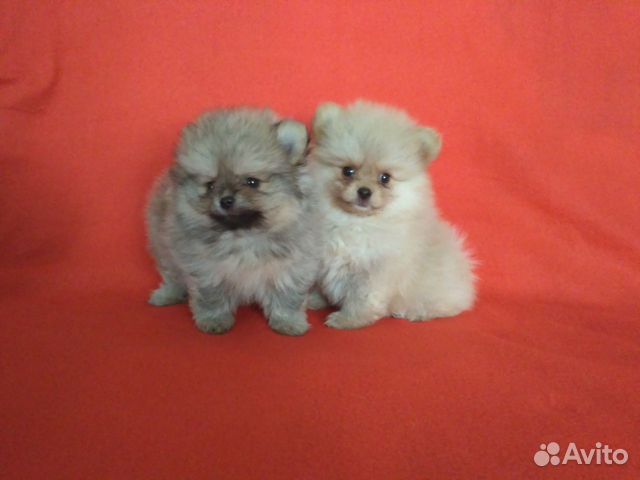 Щенки померанского шпица