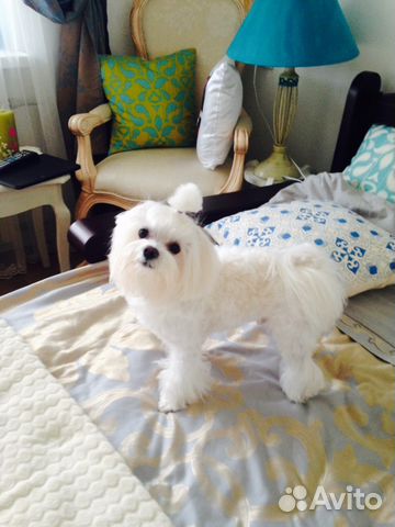 Вязка Мальтийская болонка