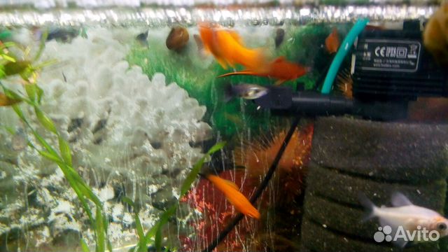 Продам рыбок