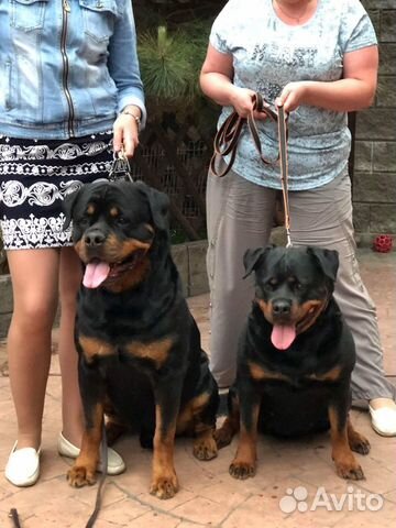 Подрощенная сука