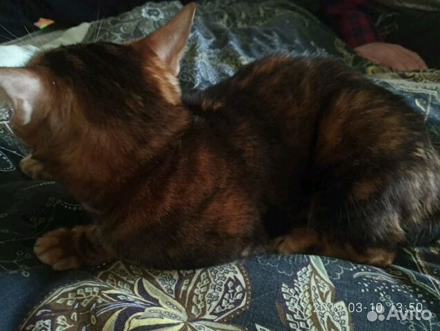 Кошка бенгалка