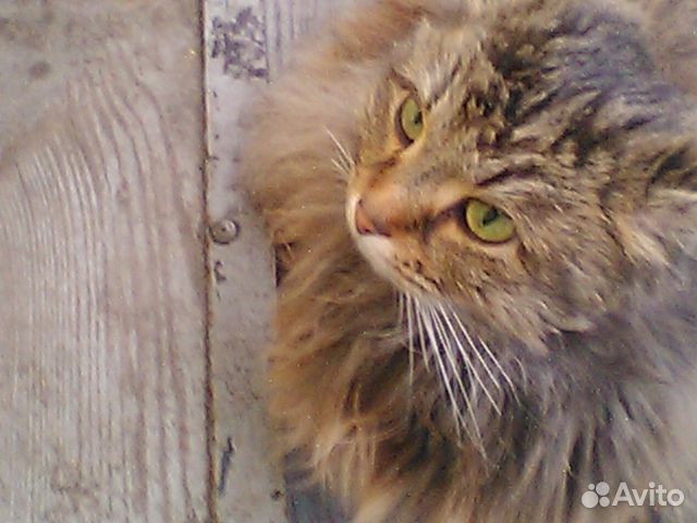 Кошечка сибирячка с зелёными глазами