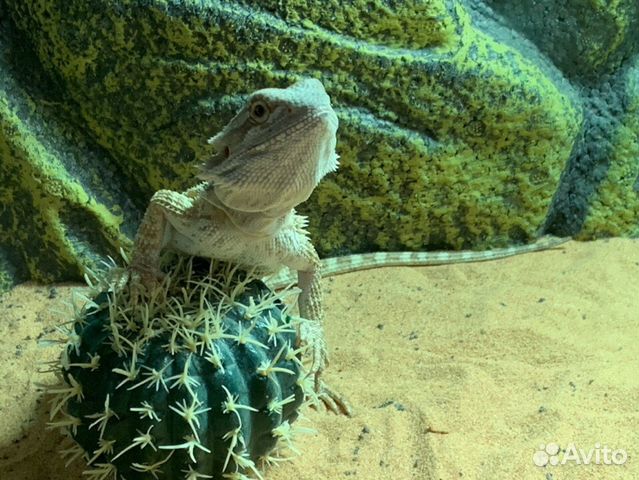 Бородатая агама