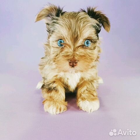 Девочка шоко мерле с голубыми глазами