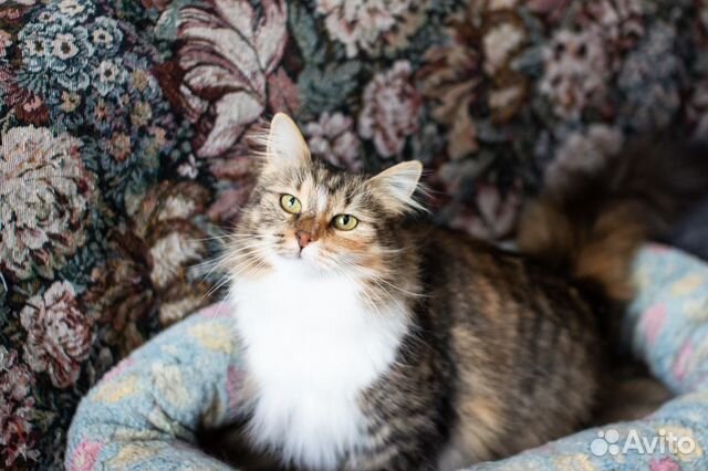 Сибирская красавица Таис