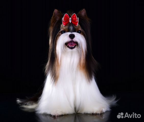 Роскошный породный Бивер кобель, РКФ, миниатюрный